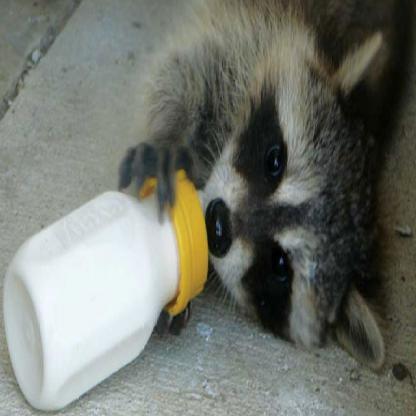 Raccoon Object Detection Dataset - 416x416-resize