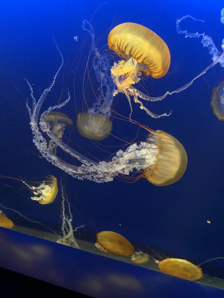 Aquarium Object Detection Dataset Raw 1024