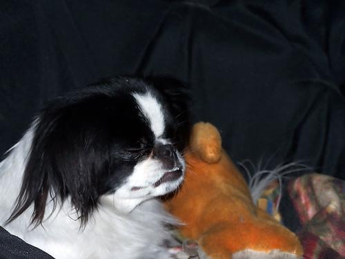 Oxford Pets Object Detection Dataset - by-breed