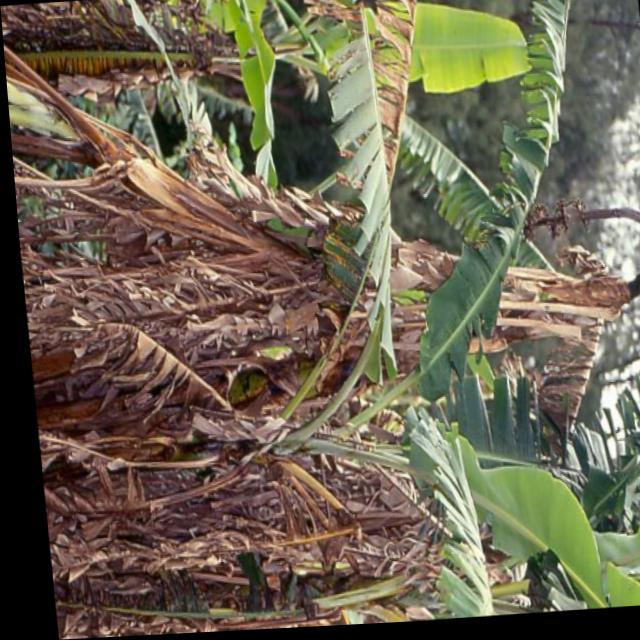 Banana Disease Identification Classification Dataset V2 2023 11 05 12