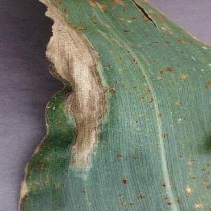 Corn Leaf Spot Object Detection Dataset (v7, 2023-09-25 9:40pm) by ...