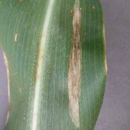 Corn Leaf Spot Object Detection Dataset (v7, 2023-09-25 9:40pm) by ...