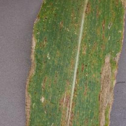 Corn Leaf Spot Object Detection Dataset (v7, 2023-09-25 9:40pm) by ...