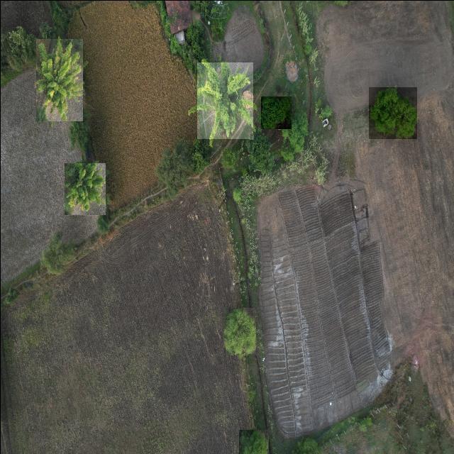 Final Labeled Trees Object Detection Dataset V2 Trees Detection By