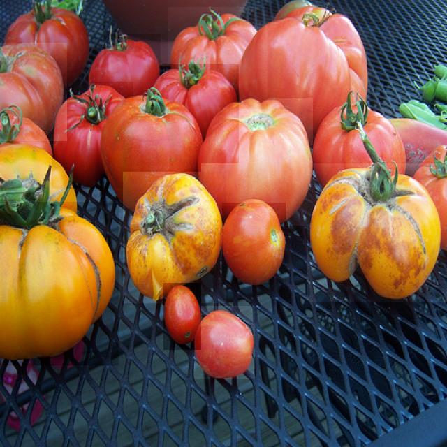 Tomato Detection Object Detection Dataset V3 2023 03 07 3 23pm By