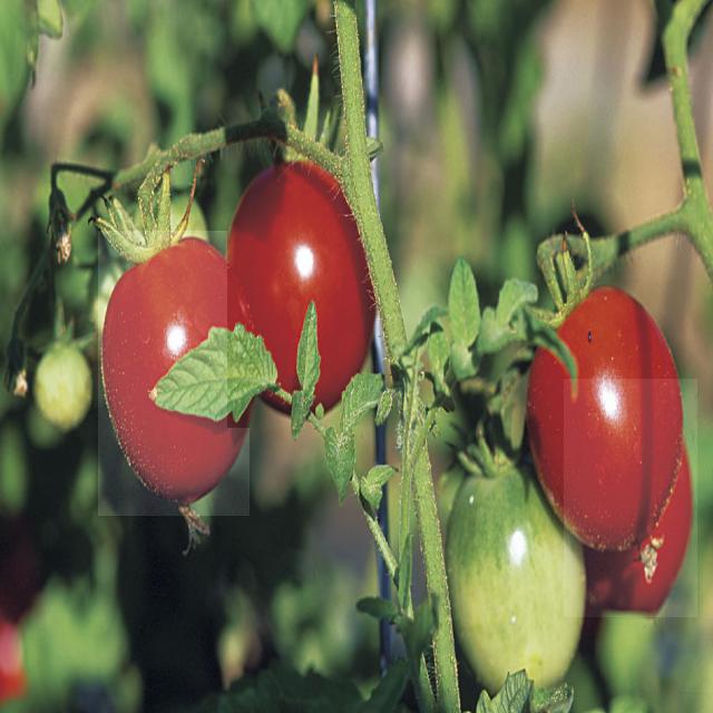 Tomato Detection Object Detection Dataset V3 2023 03 07 3 23pm By