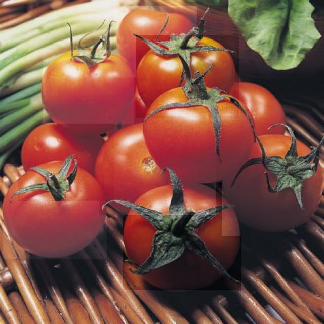 Tomato Detection Object Detection Dataset V3 2023 03 07 3 23pm By