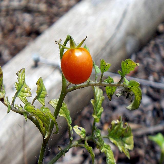 Tomato Detection Object Detection Dataset V3 2023 03 07 3 23pm By