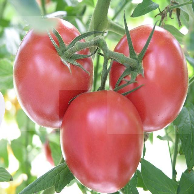 Tomato Detection Object Detection Dataset V3 2023 03 07 3 23pm By