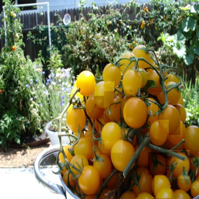 Tomato Detection Object Detection Dataset V3 2023 03 07 3 23pm By