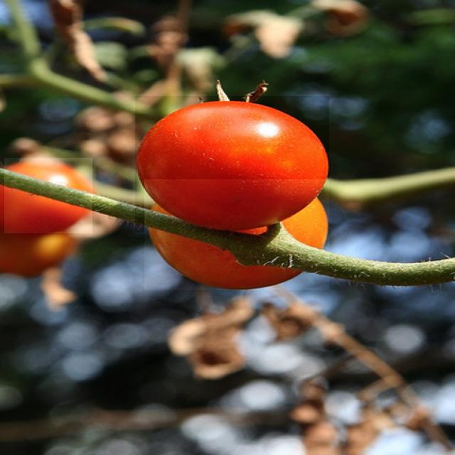 Tomato Detection Object Detection Dataset V3 2023 03 07 3 23pm By