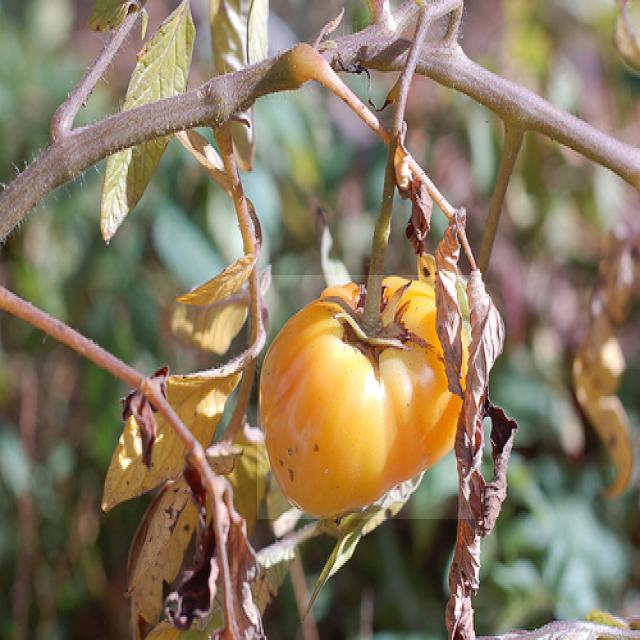 Tomato Detection Object Detection Dataset V3 2023 03 07 3 23pm By