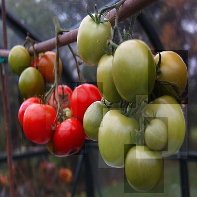 Tomato Detection Object Detection Dataset V3 2023 03 07 3 23pm By