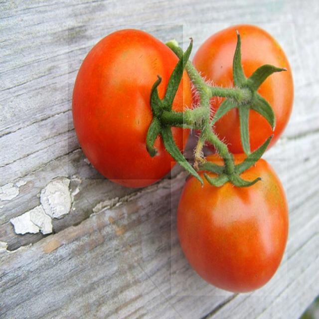 Tomato Detection Object Detection Dataset V3 2023 03 07 3 23pm By