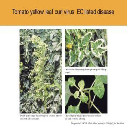 PlantDoc Object Detection Dataset - resize-416x416