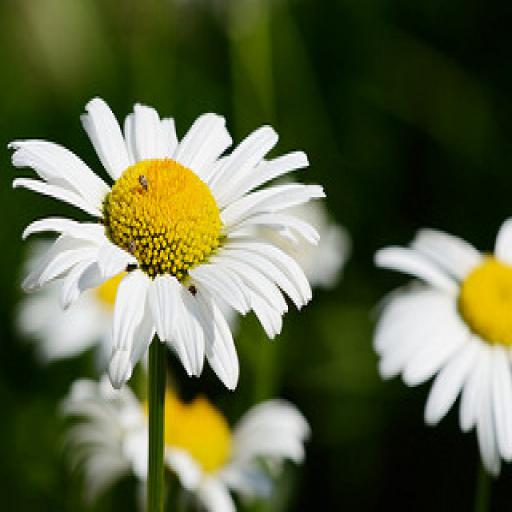 Flowers Classification Dataset - resize-512x512-reflect