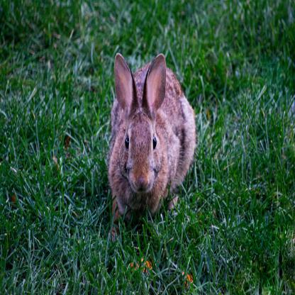 Eastern Cottontail Rabbits Object Detection Dataset - Original Images