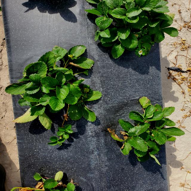Strawberry Plant Detection Object Detection Dataset V1 2023 02 21 10