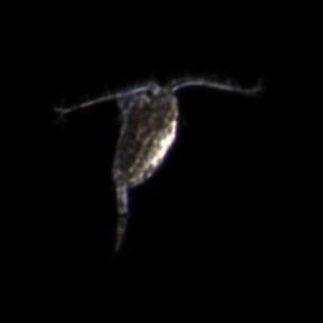 Plankton detection Object Detection Model (v1, 2023-10-21 2:28pm) by ...