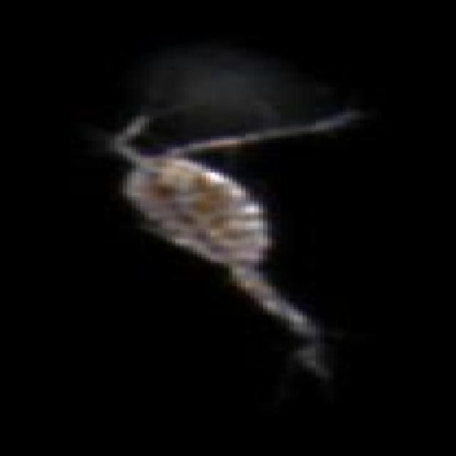 Plankton detection Object Detection Model (v1, 2023-10-21 2:28pm) by ...