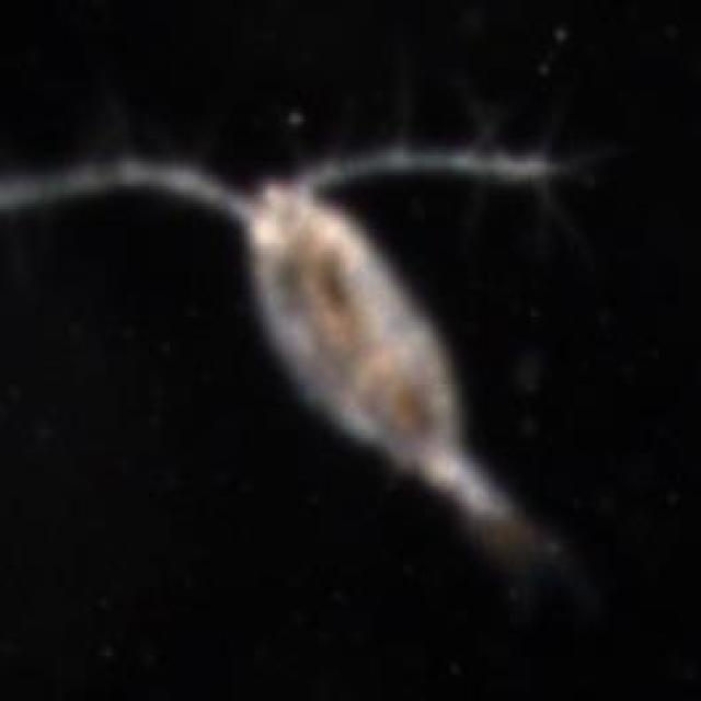 Plankton detection Object Detection Model (v1, 2023-10-21 2:28pm) by ...