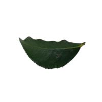 tea leaf Object Detection Model (v1, 2025-07-10 6:44pm) by Cervix Lesion