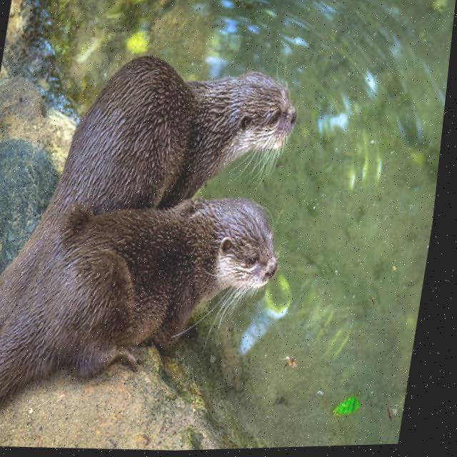Otter detection Object Detection Dataset (v3, OtterDetectionV3) by UniKL