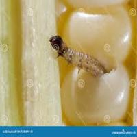 corn borer detector Object Detection Model (v2, 2025-03-04 1:13pm) by ...