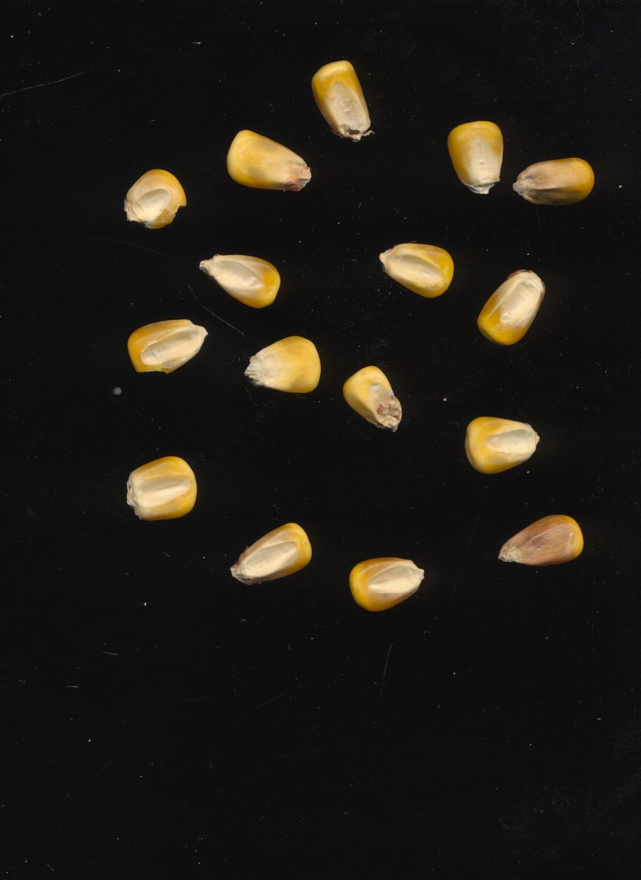 Corn Object Detection Dataset V18 2023 08 11 10 37am By Corn