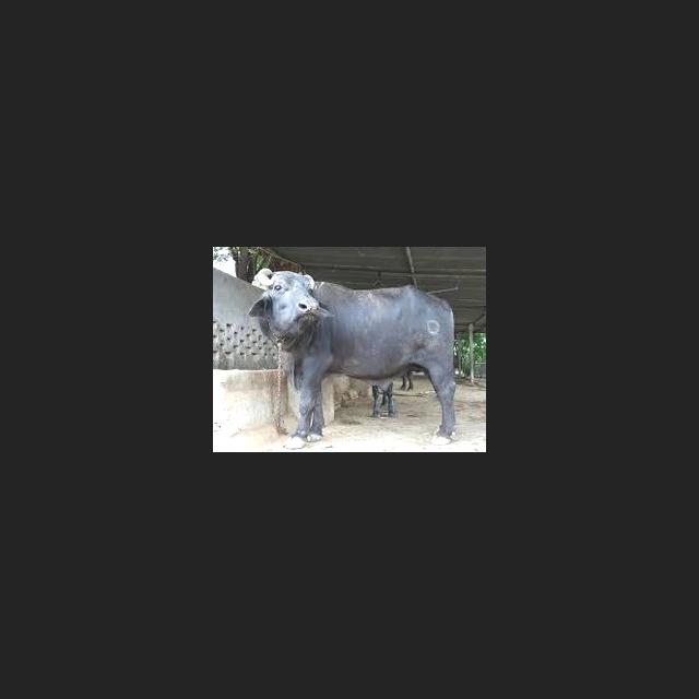 Cattle Breed Object Detection Model V2 2024 03 30 2 04pm By Dp