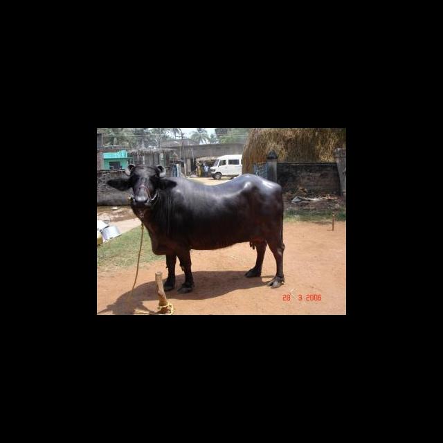 Cattle Breed Object Detection Model V2 2024 03 30 2 04pm By Dp