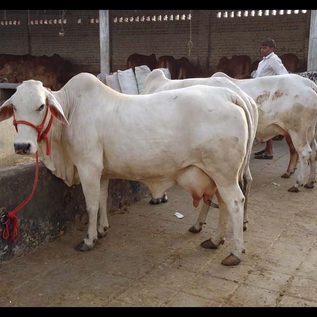 Cattle Breed Object Detection Model V2 2024 03 30 2 04pm By Dp