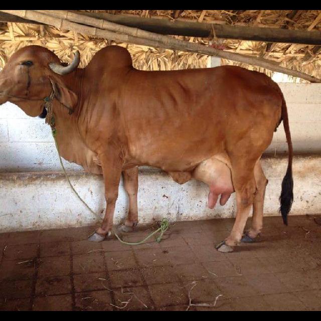 Cattle Breed Object Detection Model V2 2024 03 30 2 04pm By Dp