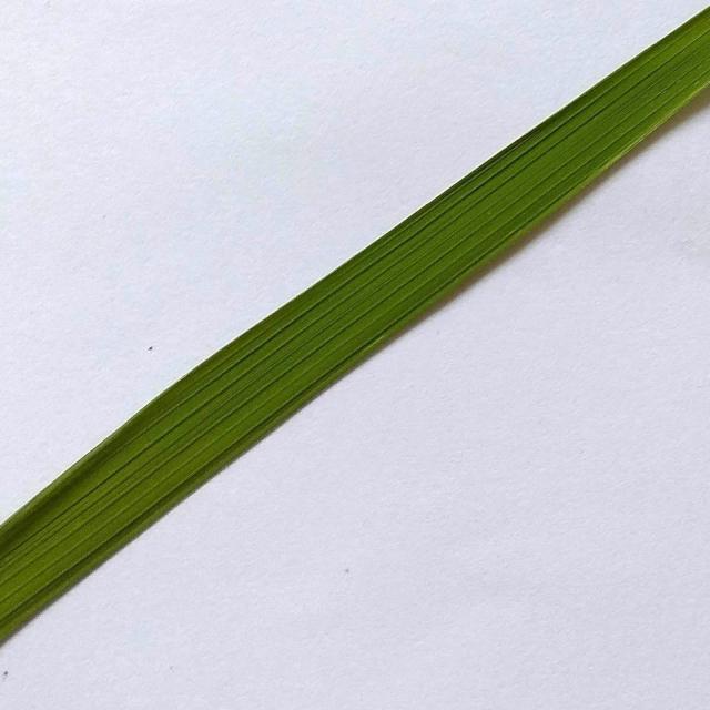 RICE PLANT LEAF DISEASE CLASSIFICATION Classification Dataset (v1, 2023 ...