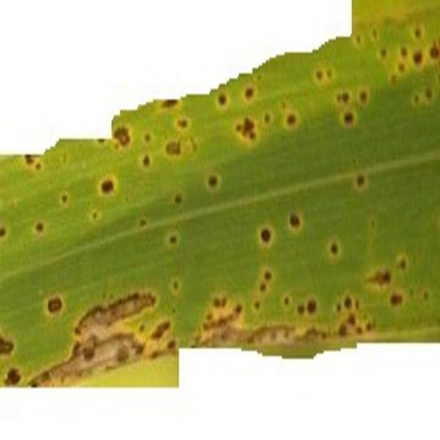 RICE PLANT LEAF DISEASE CLASSIFICATION Classification Dataset (v1, 2023 ...