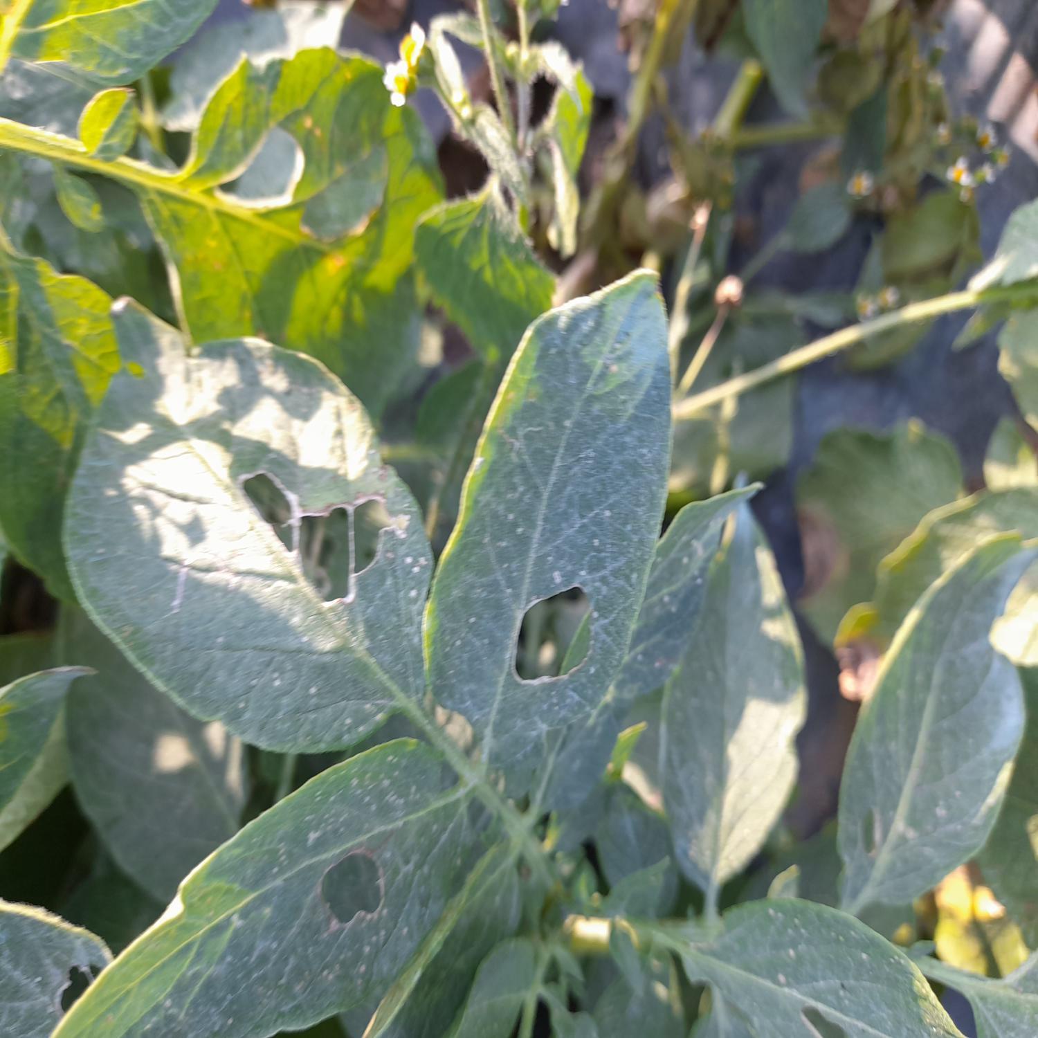 Potato Leaves Disease Detection Object Detection Dataset V3 2024 03 22 4 21pm By Lauren Draetta