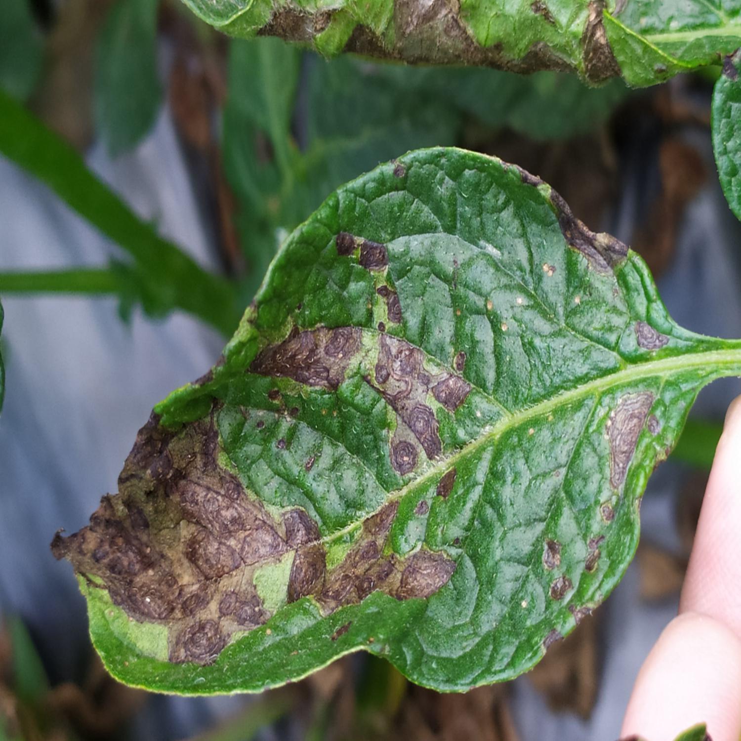 Potato Leaves Disease Detection Object Detection Dataset V3 2024 03 22 4 21pm By Lauren Draetta