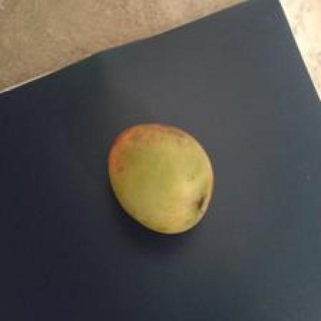 Yolov8 Fyp Mango Classification Dataset V4 2024 05 17 1 04am By