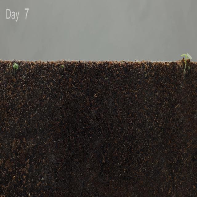 Plant Growth Detection Instance Segmentation Dataset V1 2024 02 24 6 14am By Detection