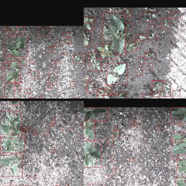 Crop and Weed Identifier Object Detection Model (v6, Test_1) by ...