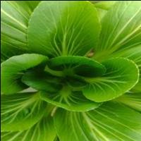 Dataset Pakcoy CNN Classification Model (v7, 2025-05-23 11:35am) by ...