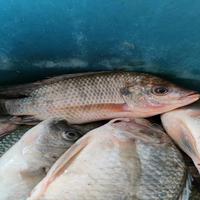 tilapia Object Detection Model (v1, 2025-04-02 10:45pm) by Augmentation