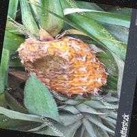 Pineapple Mealy Bug wilt disease Object Detection Dataset (v1, 2022-05 ...