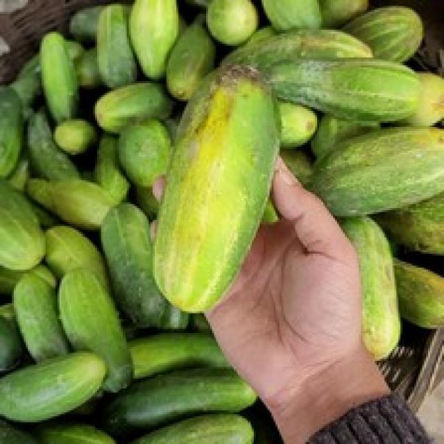 Cucumber For Robotics Object Detection Dataset V6 2024 03 12 2 36pm
