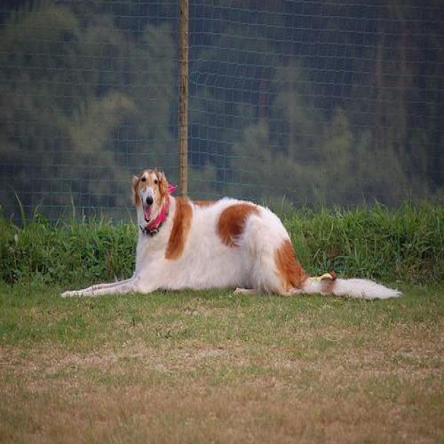 Dog Breeds for Yolo V8 Classification Dataset (v1, 2023-11-18 12:19am ...