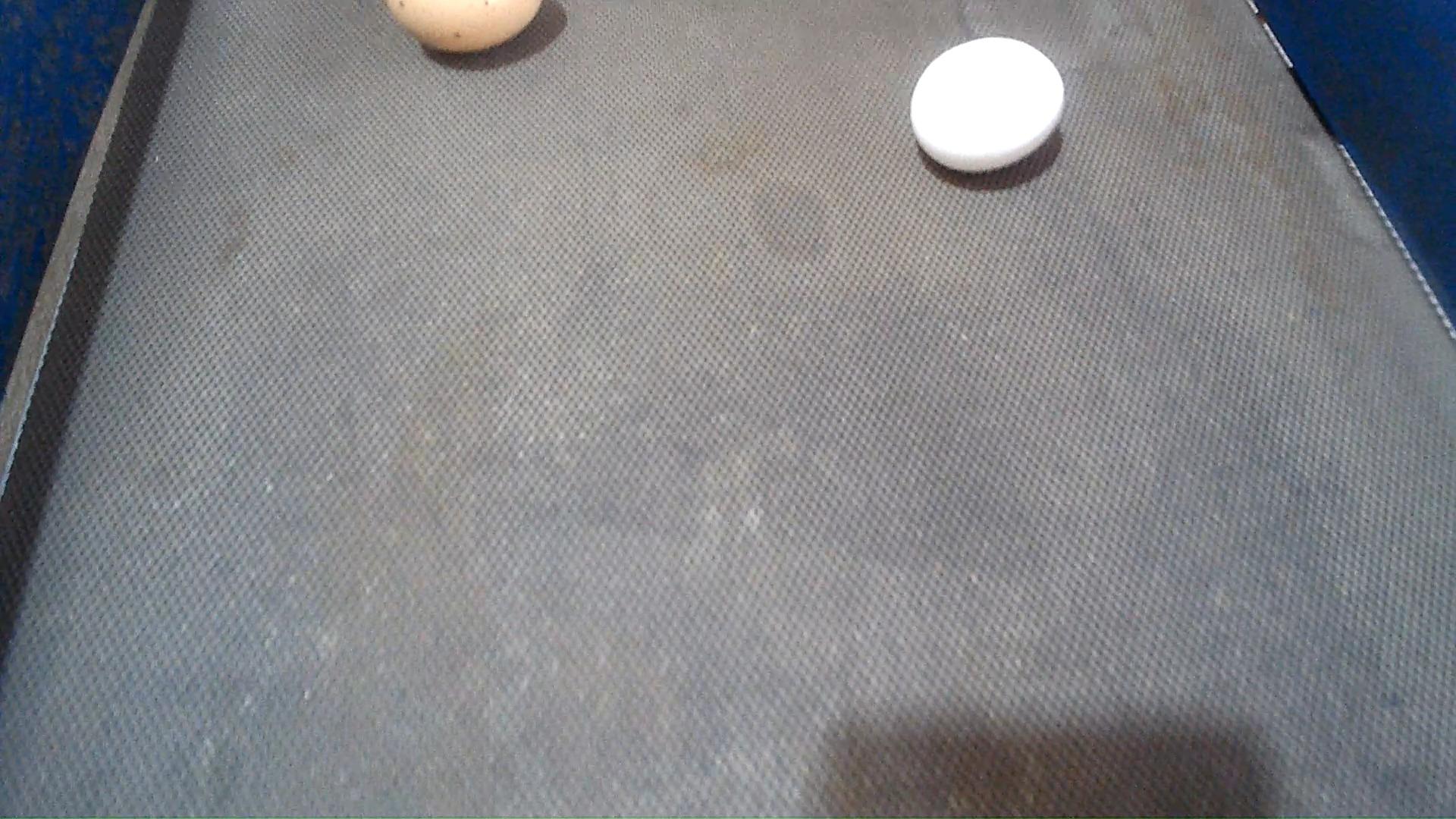 Egg Detection Based On Color Object Detection Dataset V1 2023 08 06 9