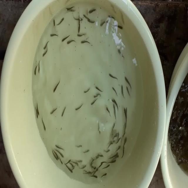 v3-milkfish-fingerlings-dataset Instance Segmentation Model (v1, 2023 ...