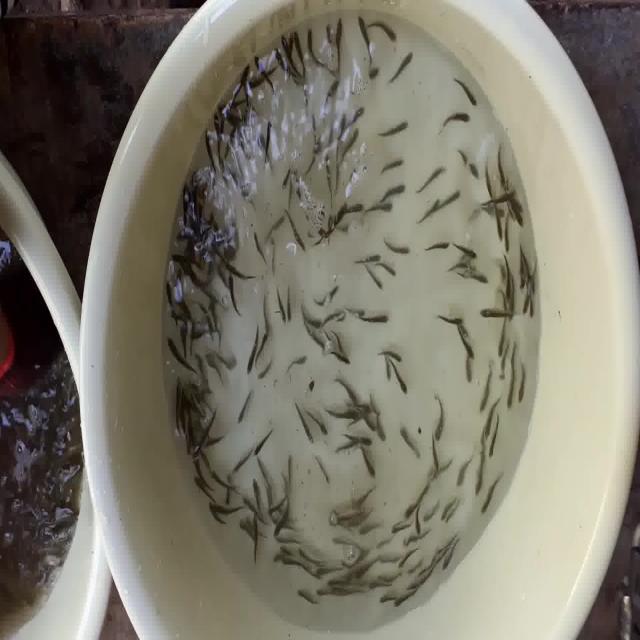 v3-milkfish-fingerlings-dataset Instance Segmentation Dataset (v1, 2023 ...