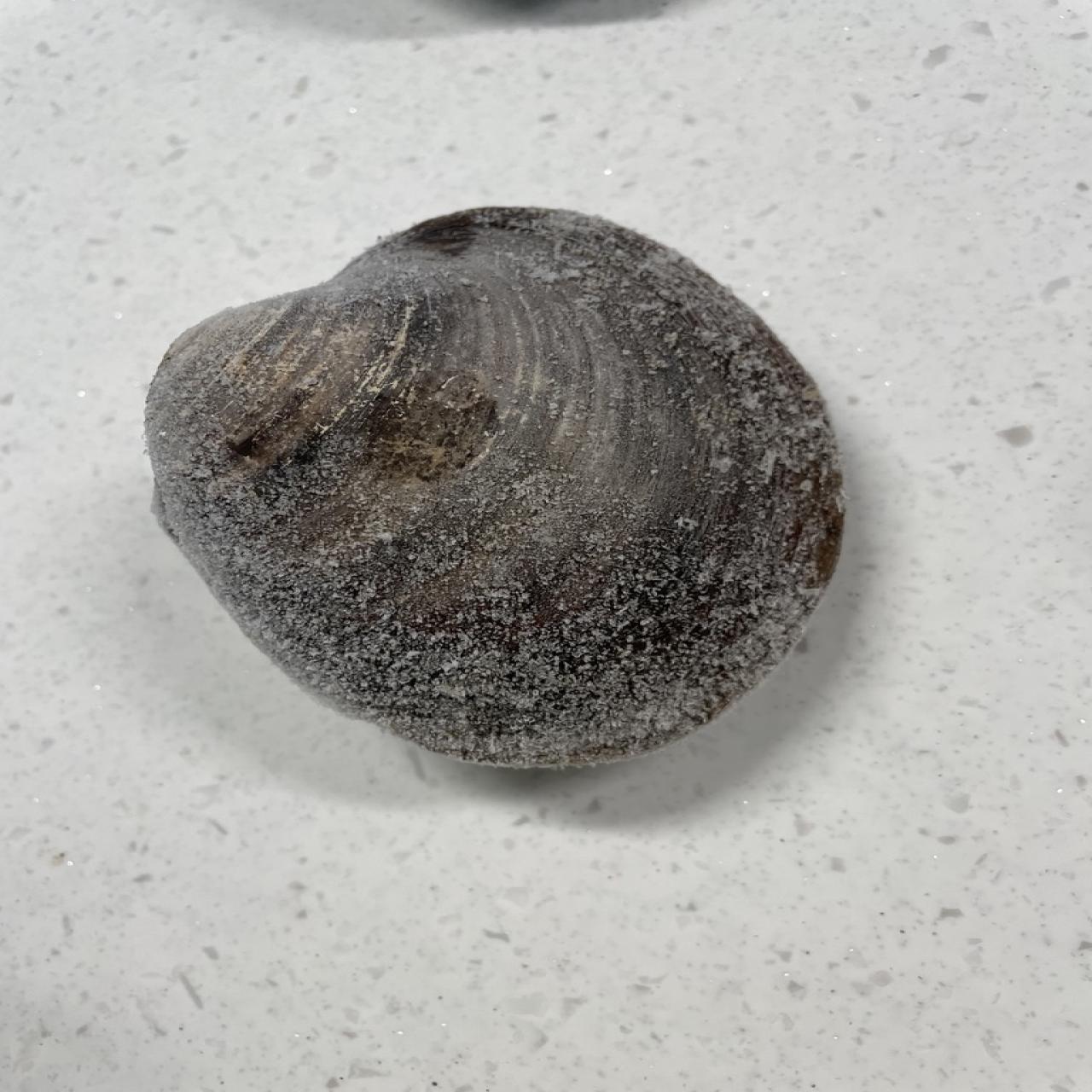 Clam detection Object Detection Model (v2, 2023-09-20 2:49pm) by ...