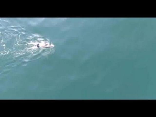 Drowning Detection Main Object Detection Model V10 2024 03 17 3 38am